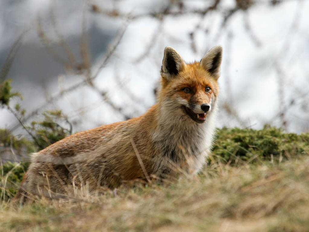 The Gran Paradiso National Park for all: guided tours to observe the ...