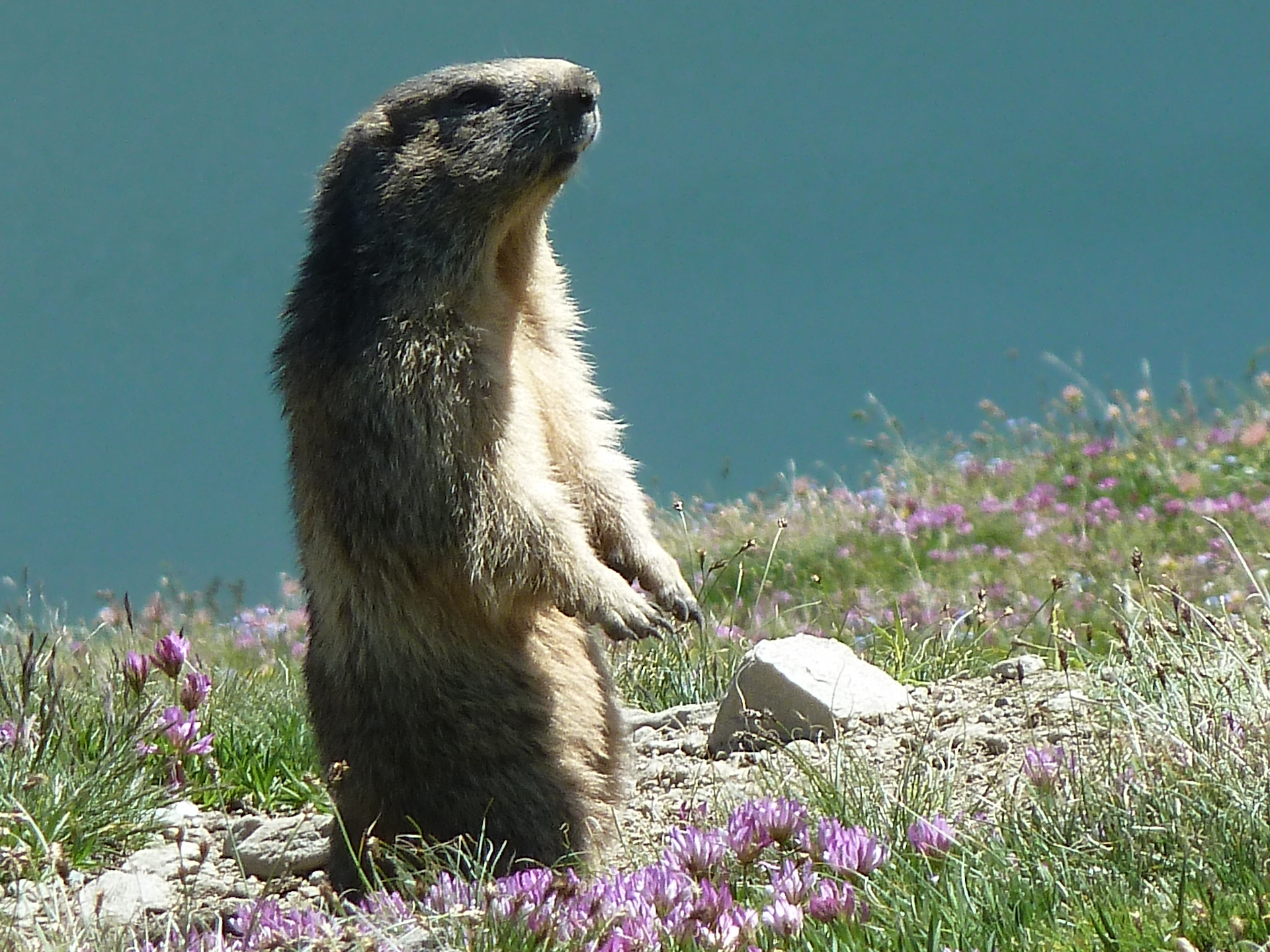 Safari Alpino - Speciale Marmotta